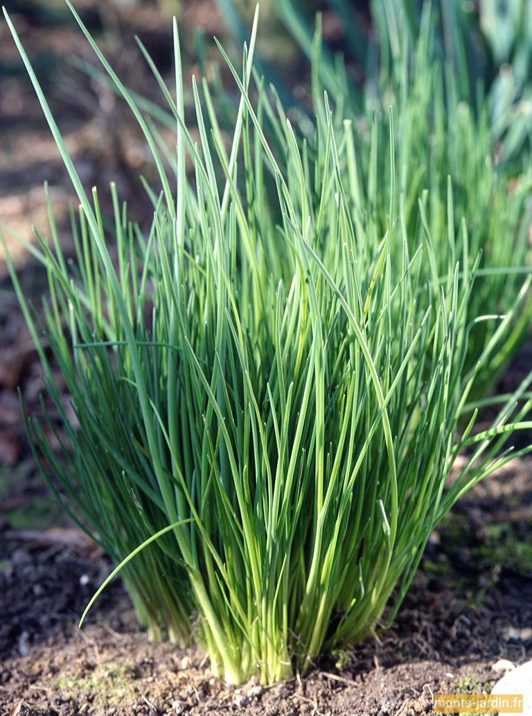 Ciboulette | Monts Jardin
