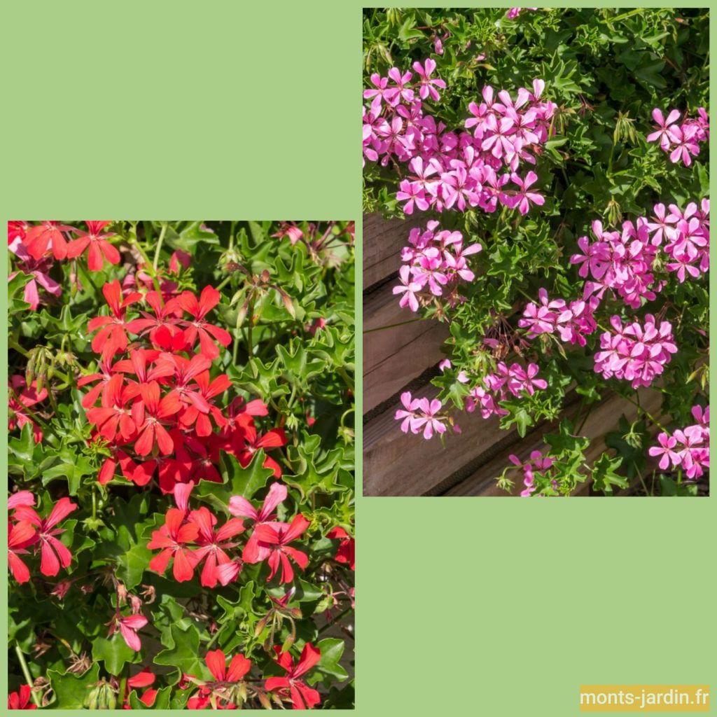 Géranium lierre simple BOIS VERT | Monts Jardin