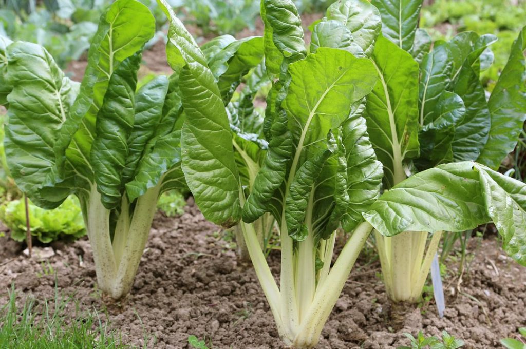 Blette verte | Monts Jardin