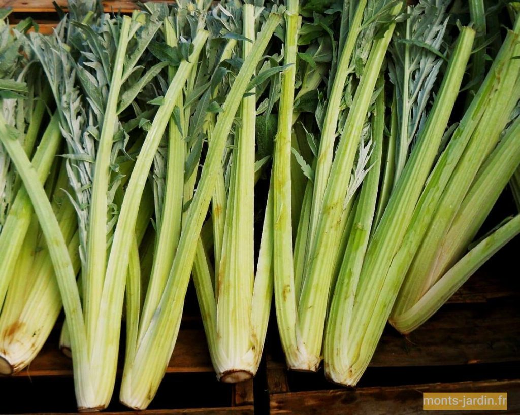 Cardon | Monts Jardin