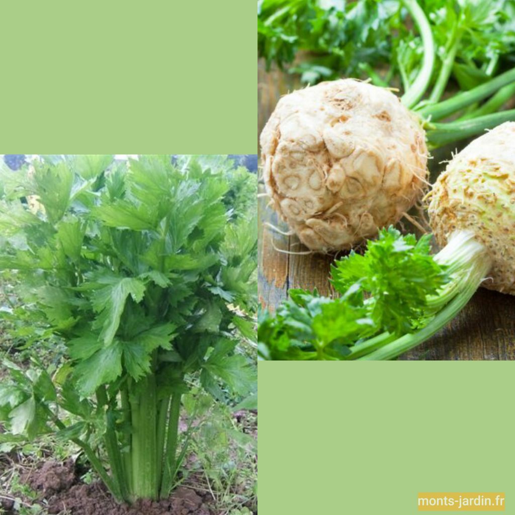 Céleri | Monts Jardin
