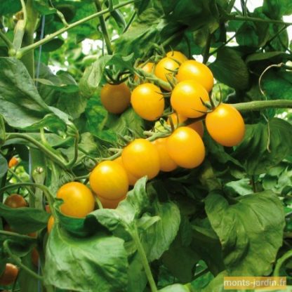 Cerise jaune (Golden Pearl) | Monts Jardin