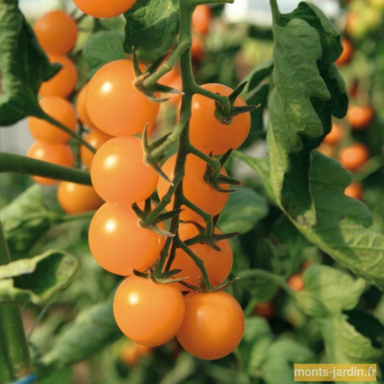 Cerise orange (Honeycombe) | Monts Jardin