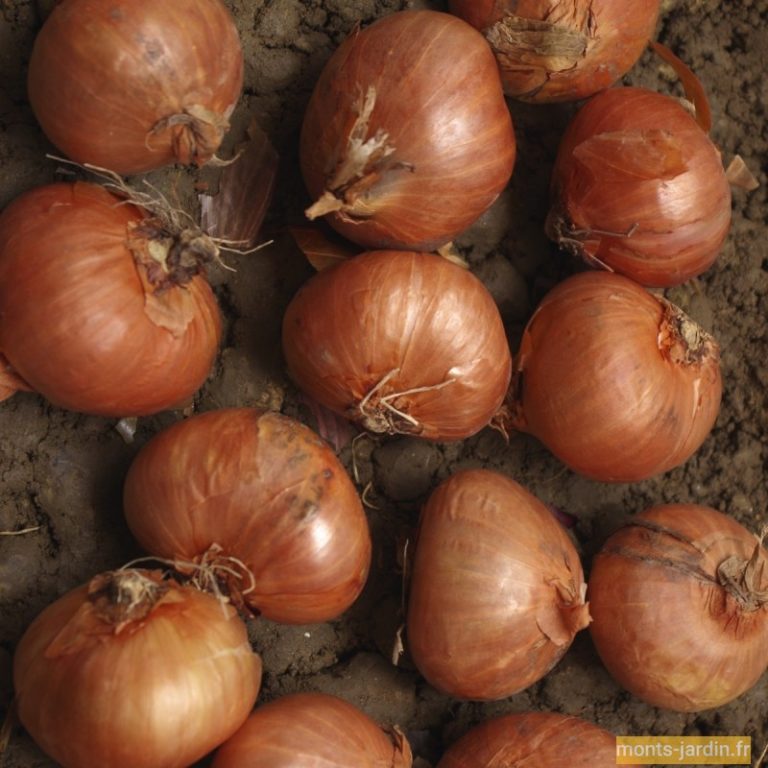 Echalote longue | Monts Jardin