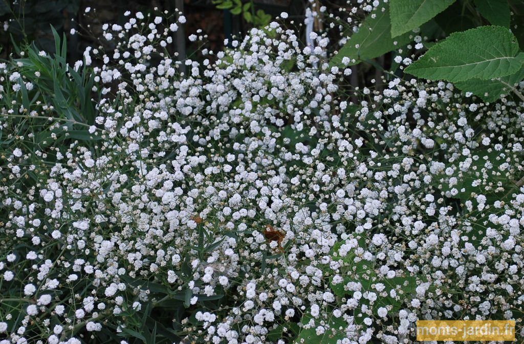 Gypsophile blanc | Monts Jardin