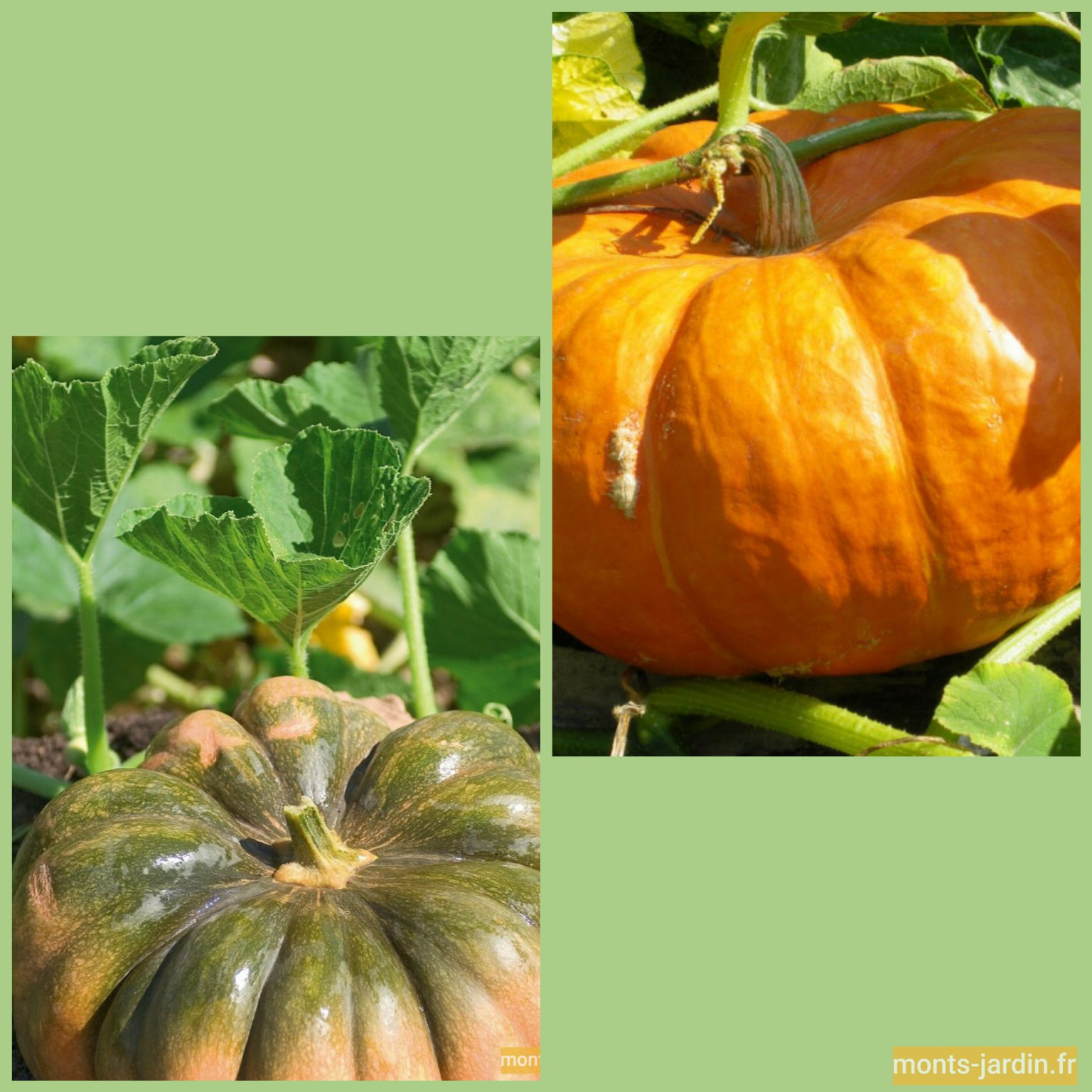 Plants de courges | Monts Jardin