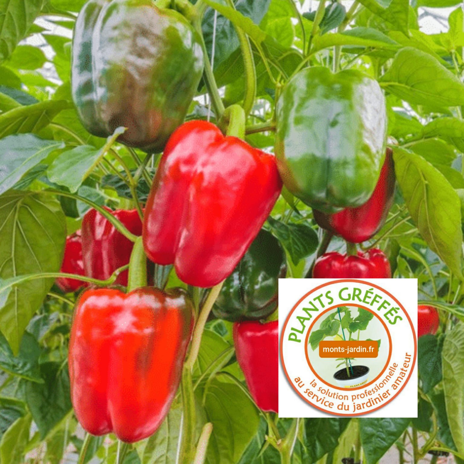 Poivron greffé | Monts Jardin
