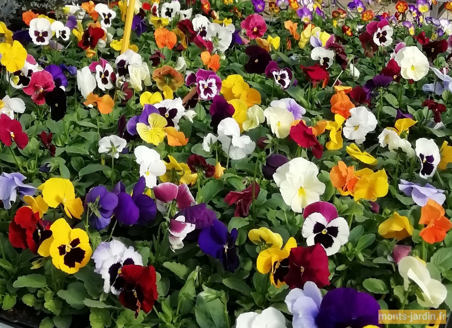 Pensée grosse fleur | Monts Jardin