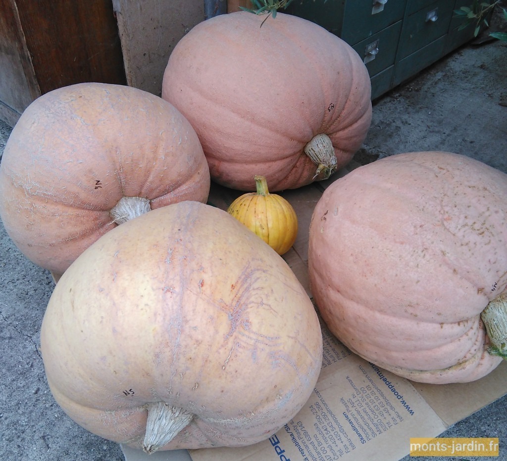 Courge géante | Monts Jardin