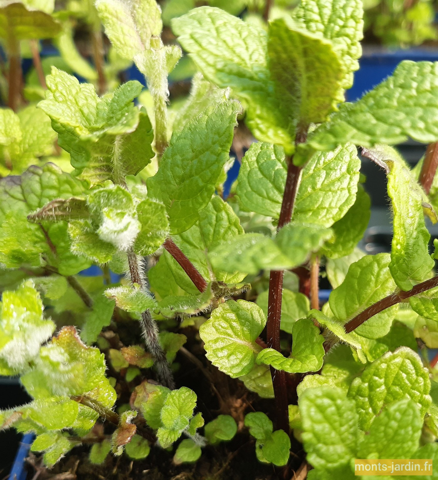 Menthe marocaine | Monts Jardin